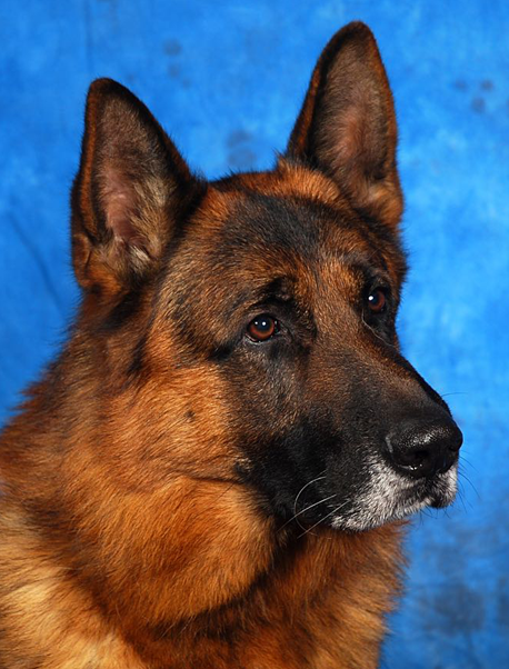 Monksley German Shepherd Dogs - Quasar von der Noriswand (Imp Deu)